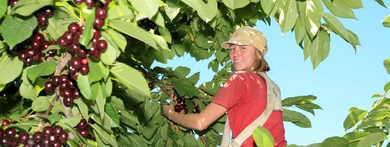 Jobs in the Cherry Industry - BC Cherry Association