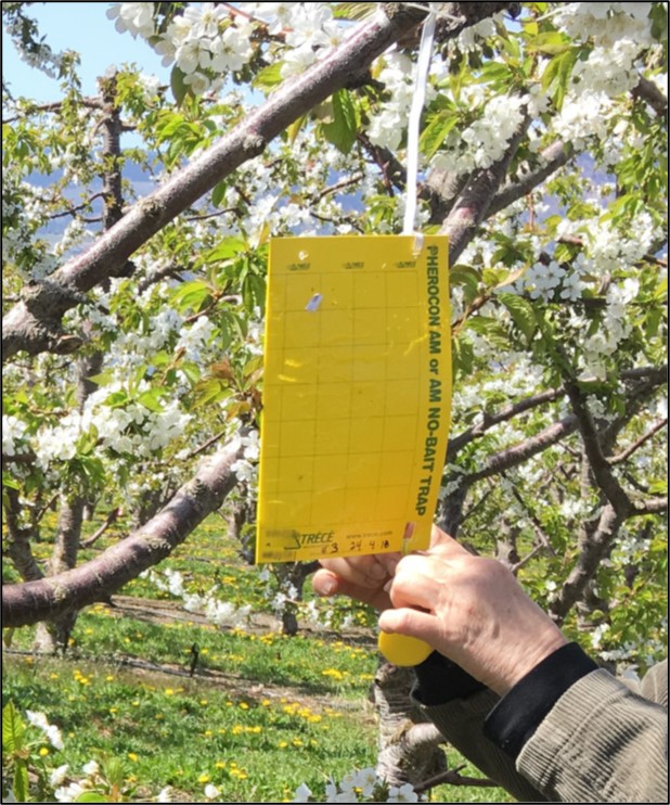 2022 Cherry Export Documents Now Available - BC Cherry Association