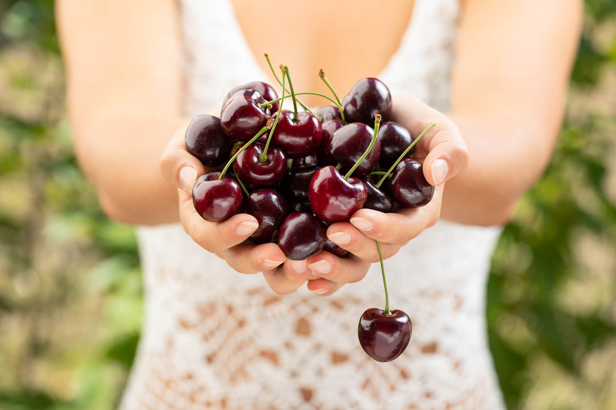 Le Mois Des Cerises Du Canada - BC Cherry Association