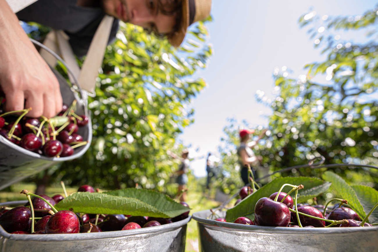 2026 Cherry Export Program Registration is OPEN – Deadline to register ...
