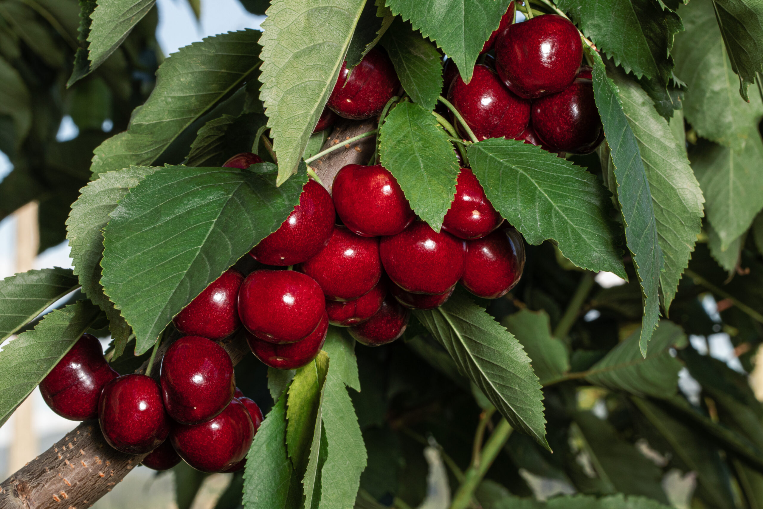A Strong Season Ahead for Canadian Sweet Cherries - BC Cherry Association